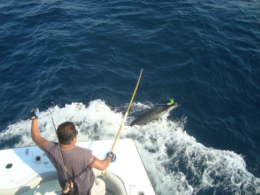 Best Deep Sea Sport Fishing Shore Excursion at Cabo San Lucas - Mexican ...